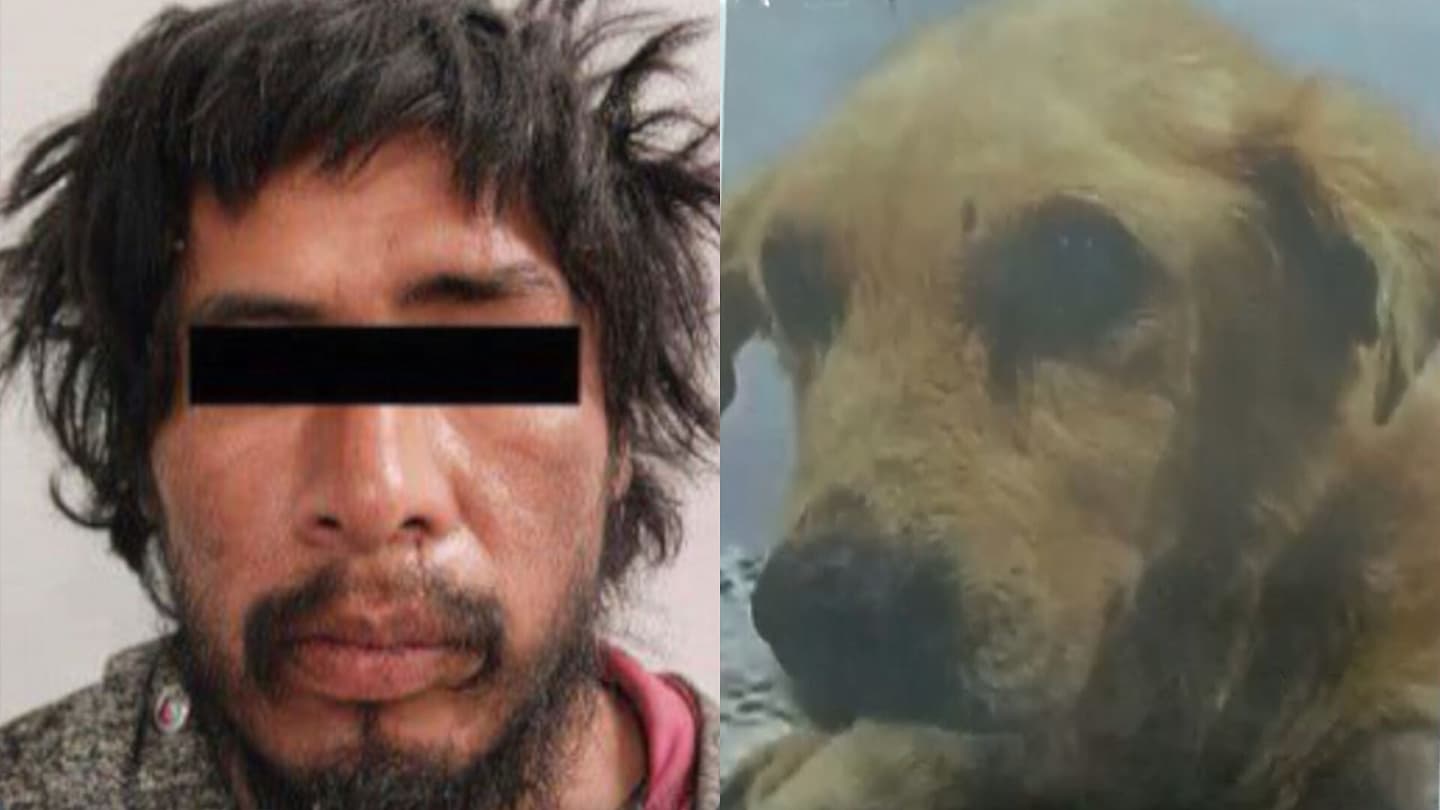 Sujeto Presuntamente Atropelló a un Perro Intencionalmente en la Ciudad ...