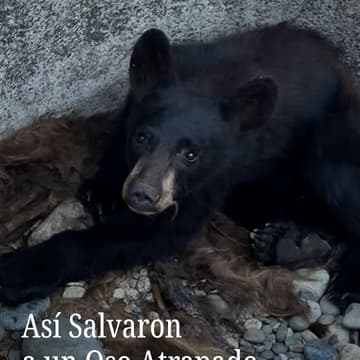 Así Salvaron a Un Oso Atrapado