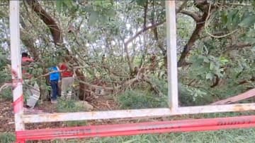 Hombre Queda Atrapado en Manglar tras Encontrarse con Cocodrilo en Tampico